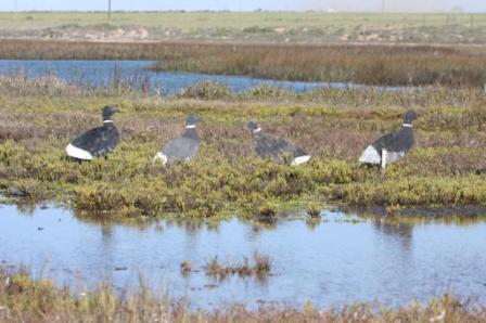 Mexico Black Brant Hunting Report - Ramsey Russell's GetDucks.com