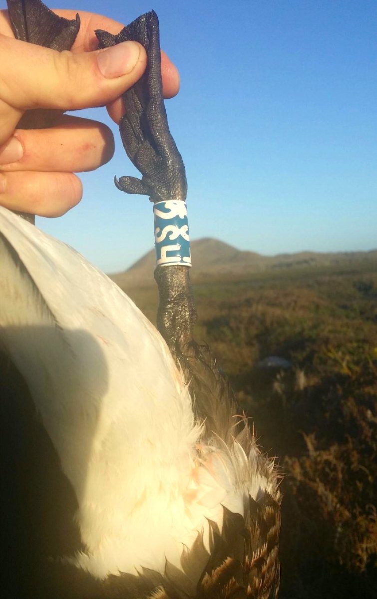 Baja Mexico Pacific Black Brant Hunting - Ramsey Russell's GetDucks.com