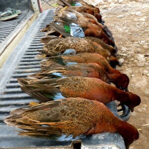Peru Duck Hunting Photos - Gallery - Ramsey Russell's GetDucks.com