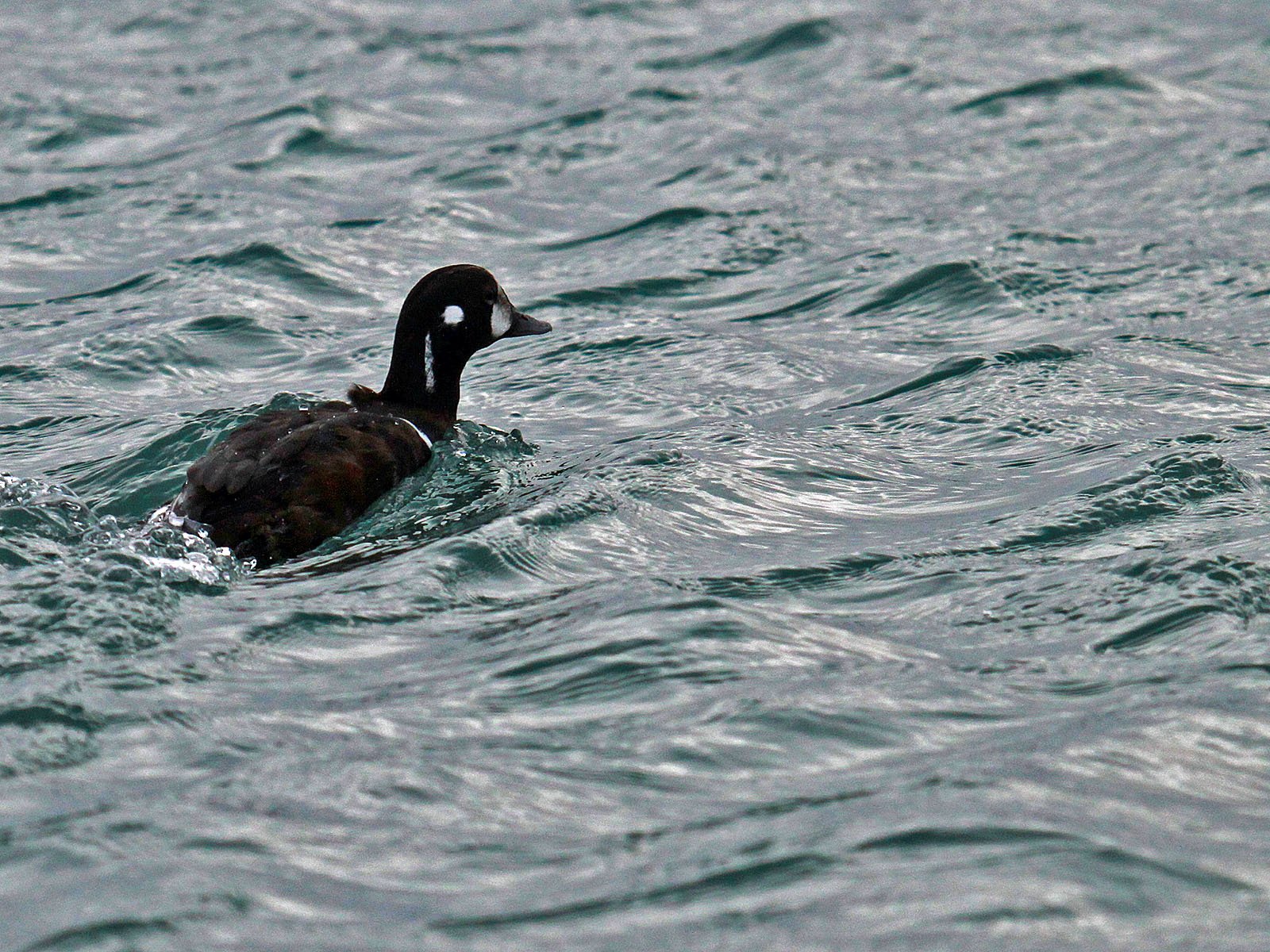 King Eider Hunting Alaska