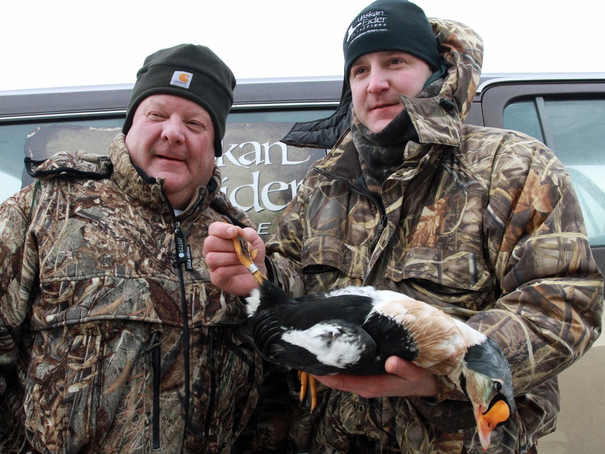King Eider Hunting Alaska
