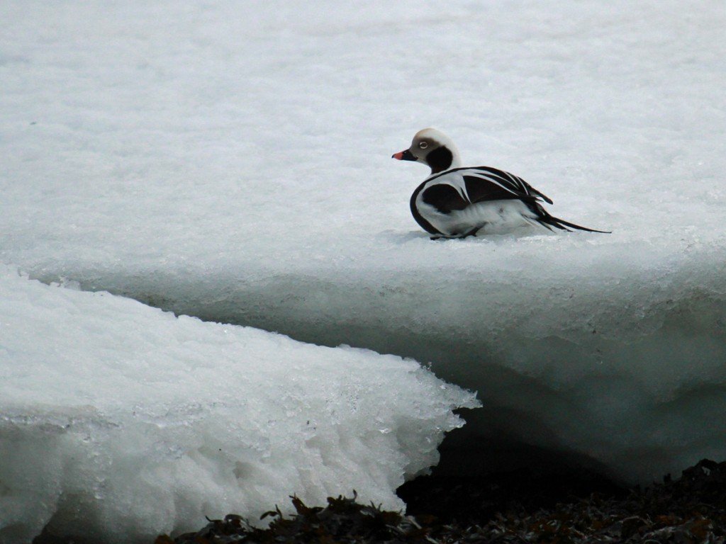 King Eider Hunting Alaska