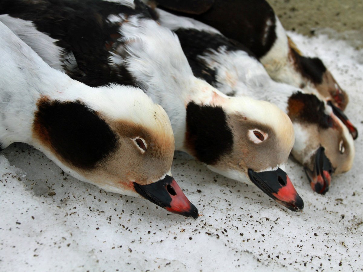 King Eider Hunting Alaska