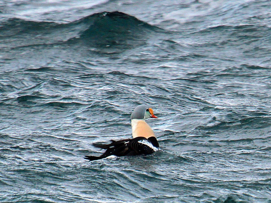 King Eider Hunting Alaska
