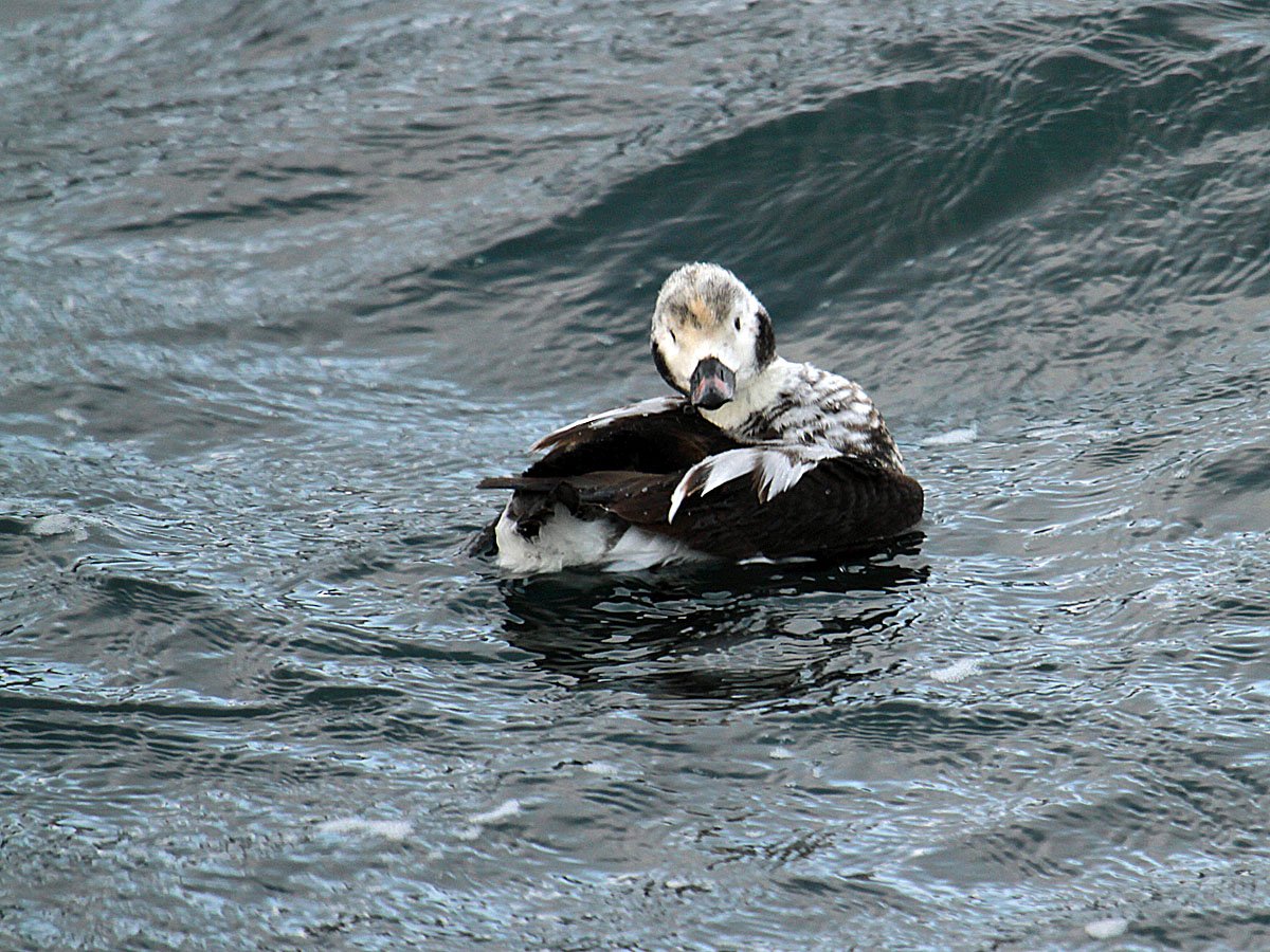 King Eider Hunting Alaska