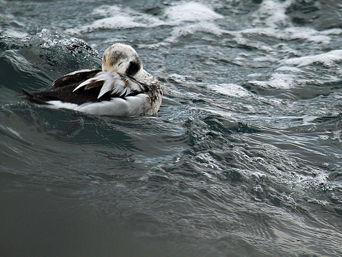 King Eider Hunting Alaska