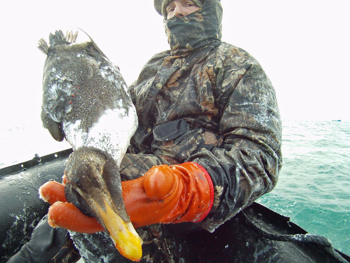 King Eider Hunting Alaska