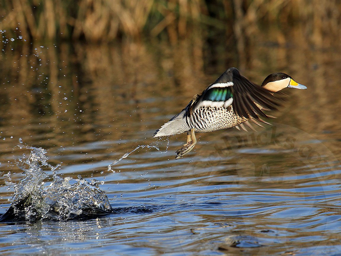 Silver Teal Species & Hunting - Ramsey Russell's GetDucks.com