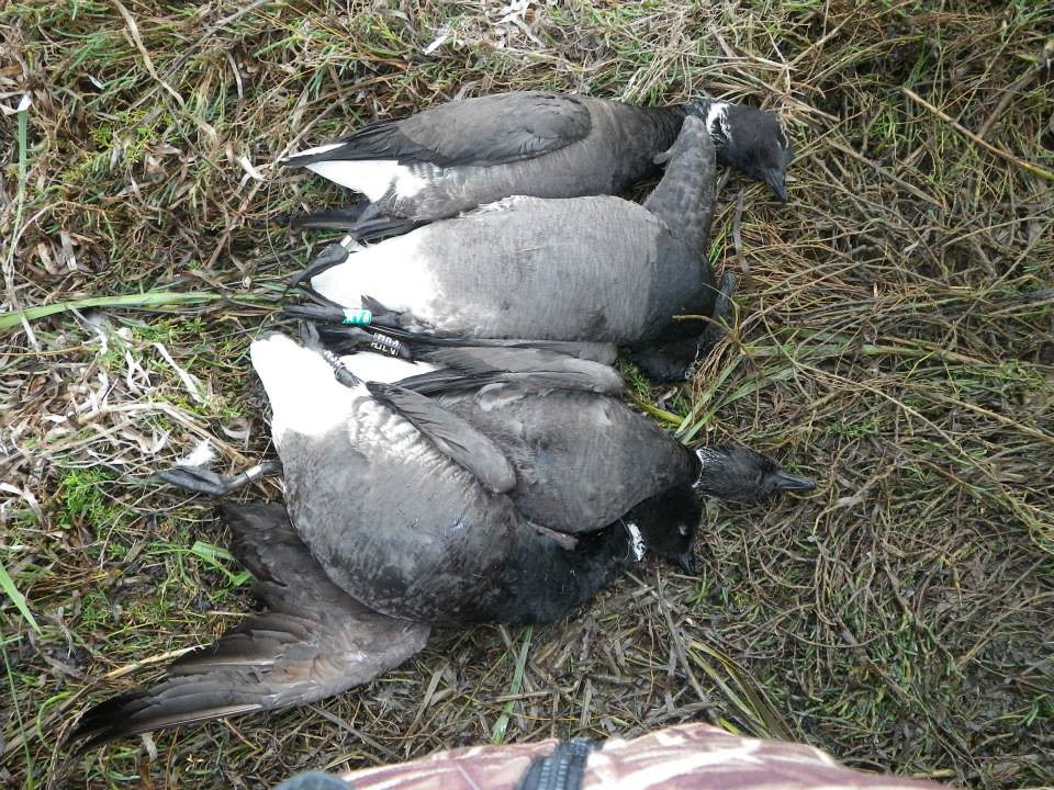 Baja Mexico Pacific Black Brant Hunting - Ramsey Russell's GetDucks.com