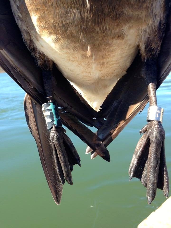 Baja Mexico Pacific Black Brant Hunting - Ramsey Russell's GetDucks.com