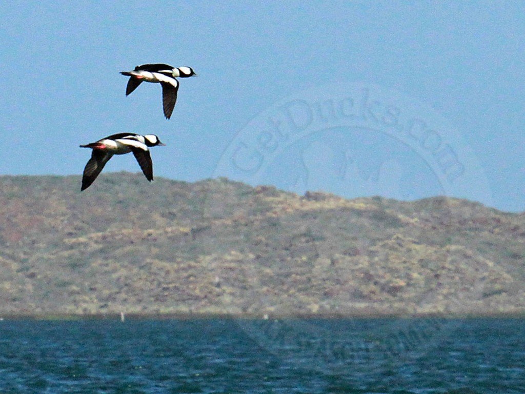 Baja Mexico Pacific Black Brant Hunting - Ramsey Russell's GetDucks.com