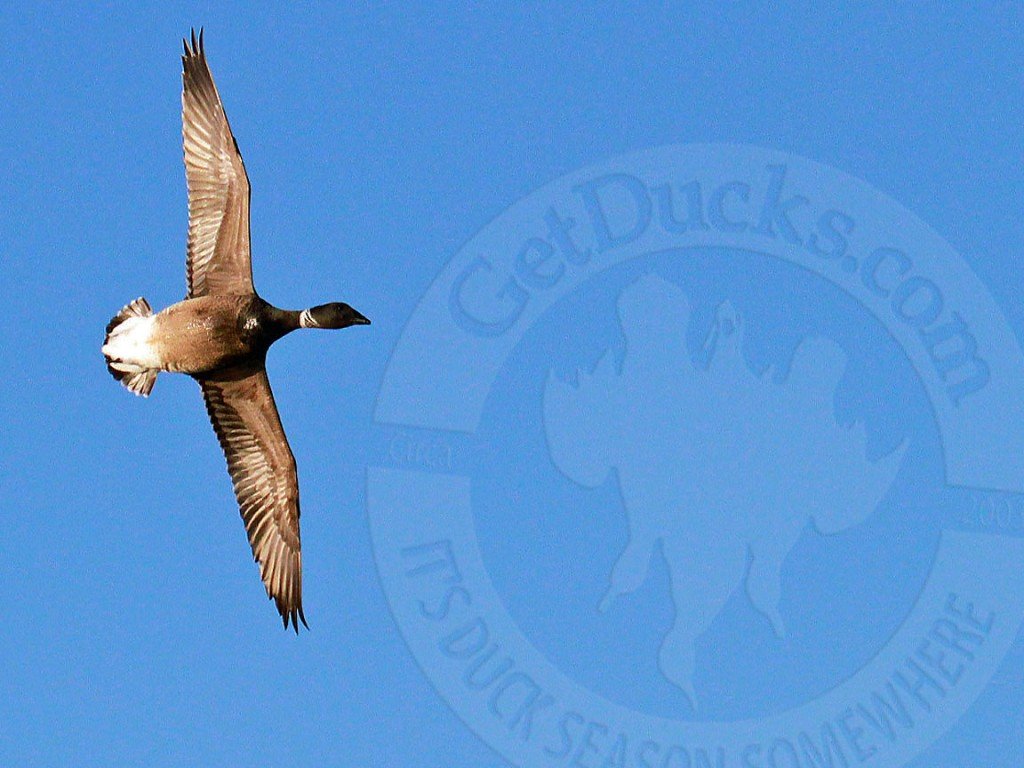 Baja Mexico Pacific Black Brant Hunting - Ramsey Russell's GetDucks.com