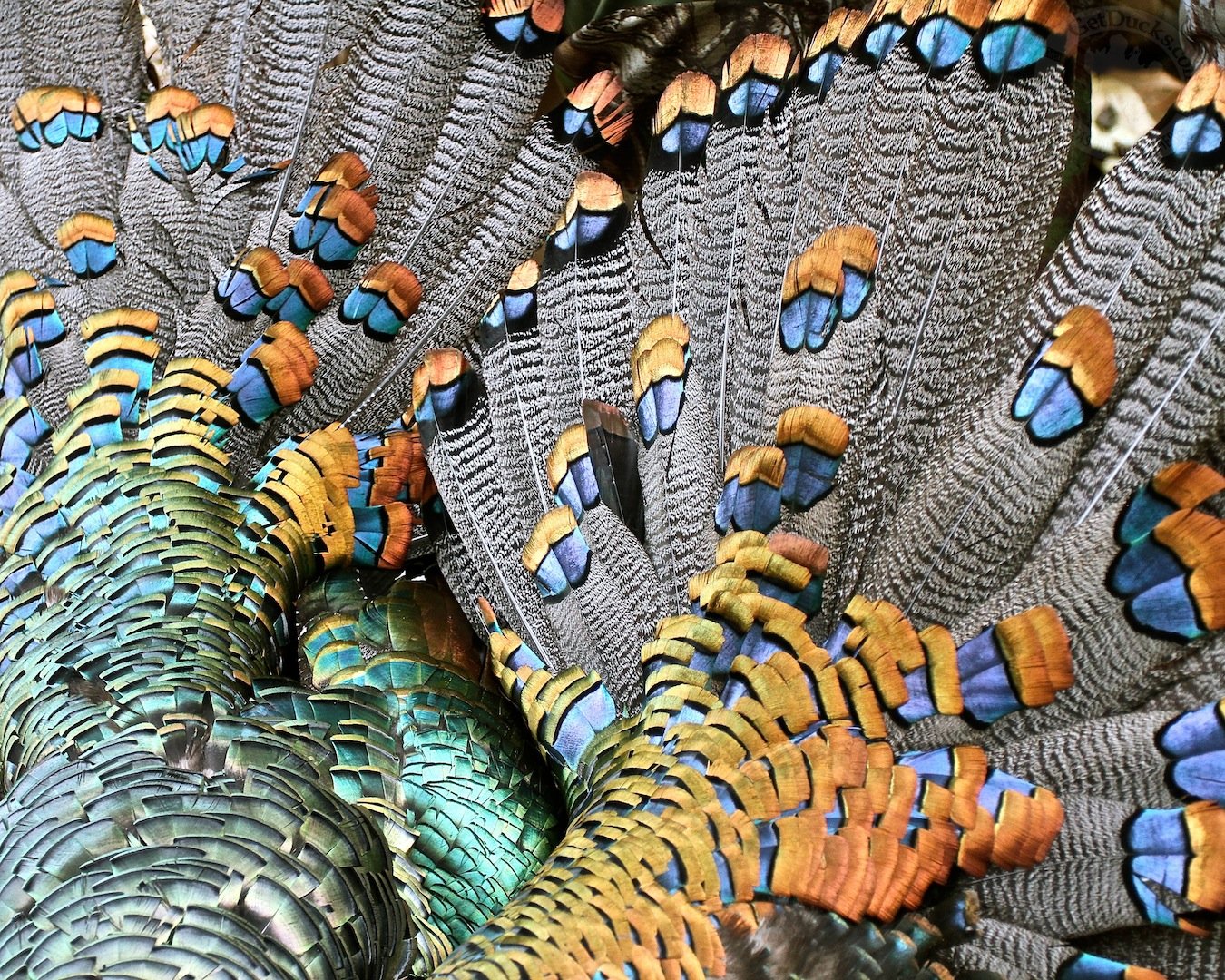 Ocellated Turkey Hunting - Ramsey Russell's GetDucks.com