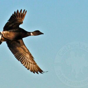 Baja Mexico Pacific Black Brant Hunting - Ramsey Russell's GetDucks.com