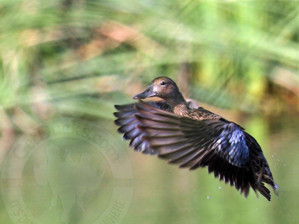 Peru Duck Hunting Photos - Gallery - Ramsey Russell's GetDucks.com