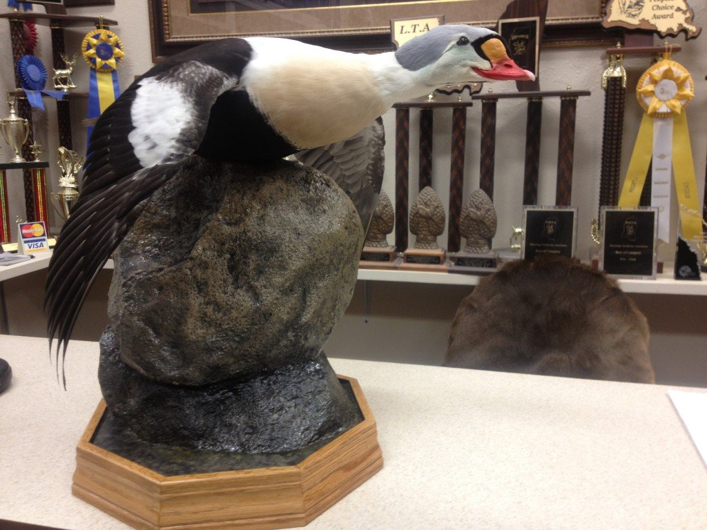 Alaska King Eider Hunting - King Eiders - Ramsey Russell's GetDucks.com