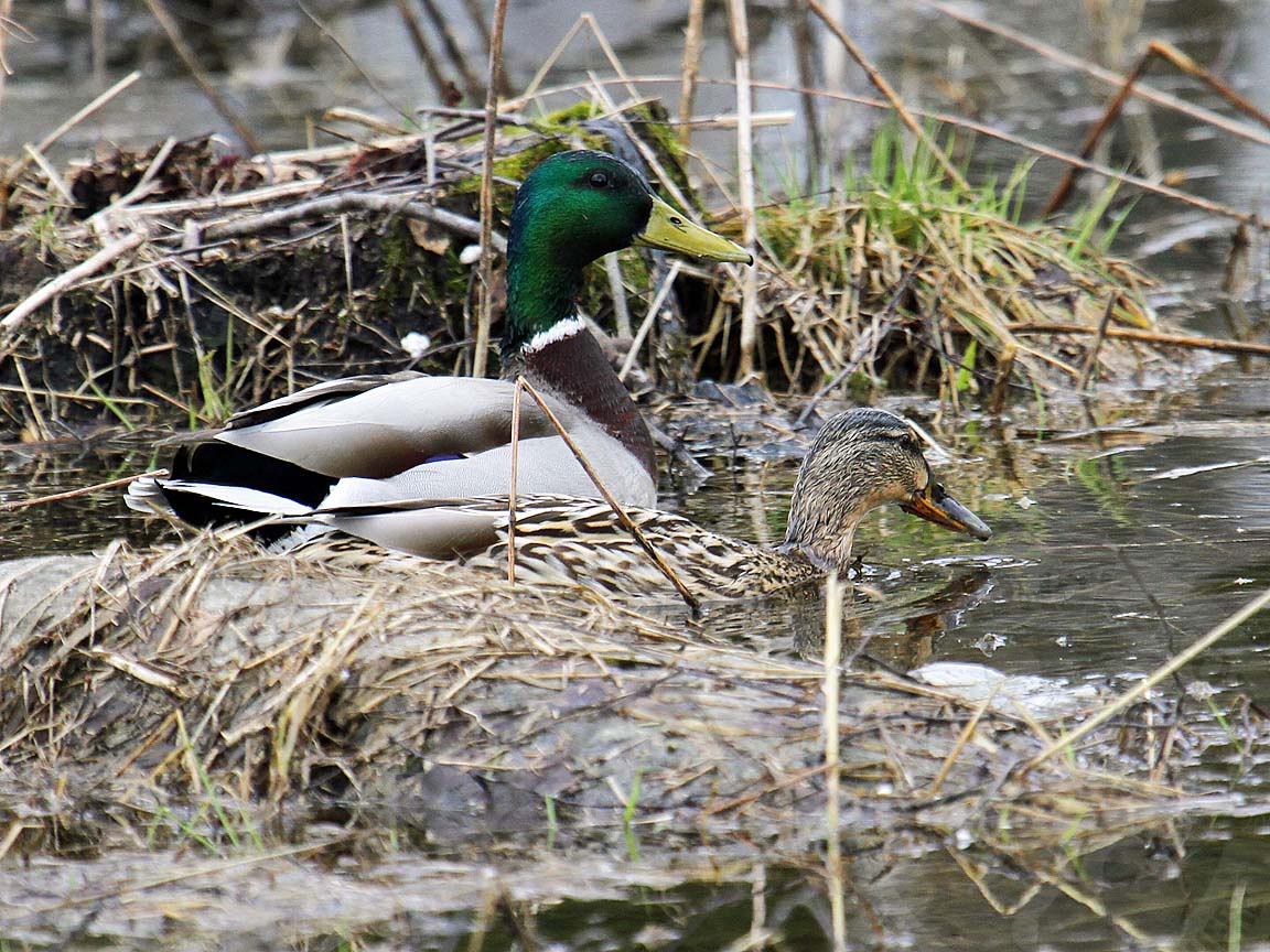 russia duck hunting 7383 - Ramsey Russell's GetDucks.com