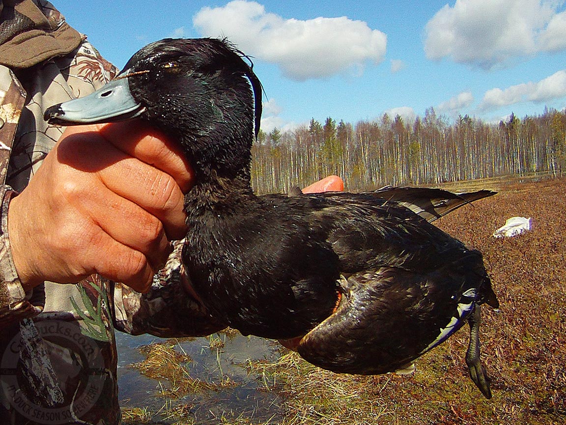 Russia Duck Hunting Tufted Ducks - Ramsey Russell's GetDucks.com