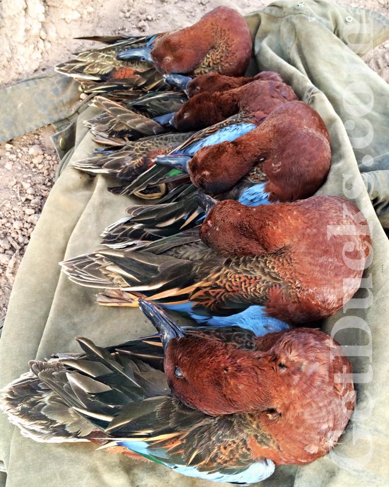 Mexico Duck Hunting Combo | Duck Hunt Mexico | Mexico Dove Hunts