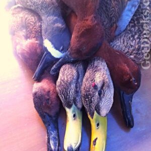 Mexico Duck Hunting Combo | Duck Hunt Mexico | Mexico Dove Hunts