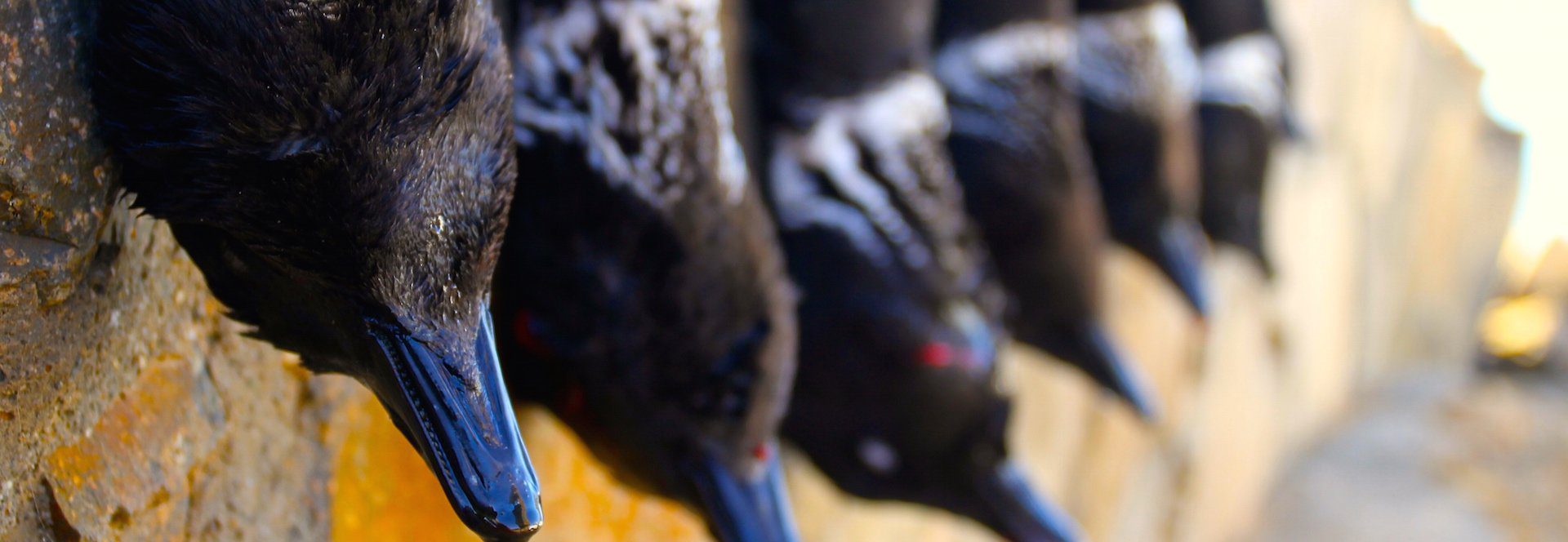 Mexico Pacific Black Brant Hunting | Brant Hunt Baja Mexico