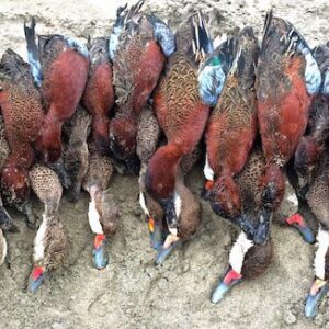 Peru Duck Hunting Photos - Gallery - Ramsey Russell's GetDucks.com