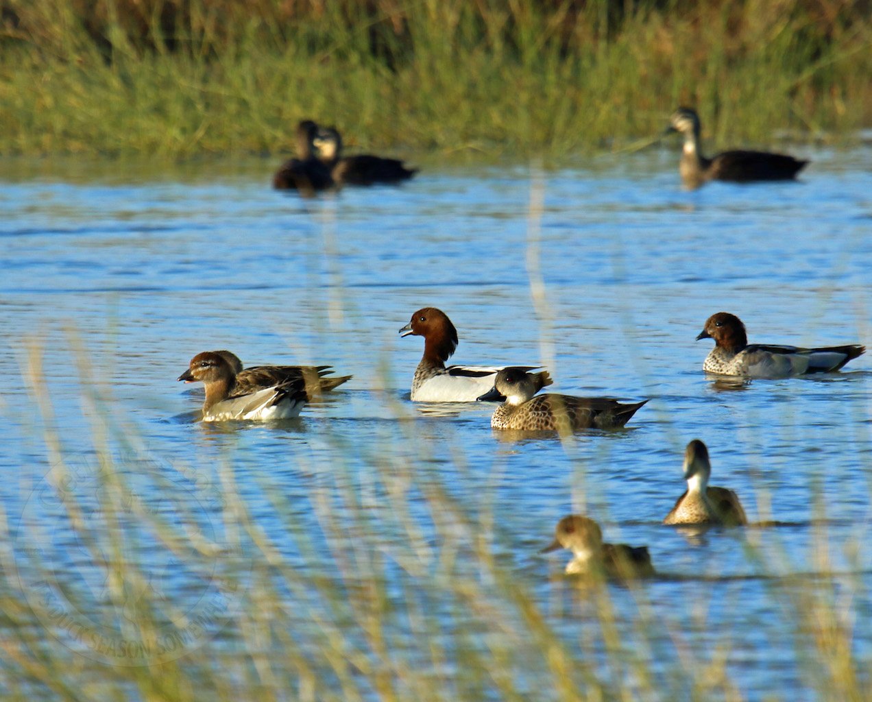 Australia Duck Hunting - Ramsey Russell's GetDucks.com Australia Duck Hunting - Ramsey Russell's GetDucks.com