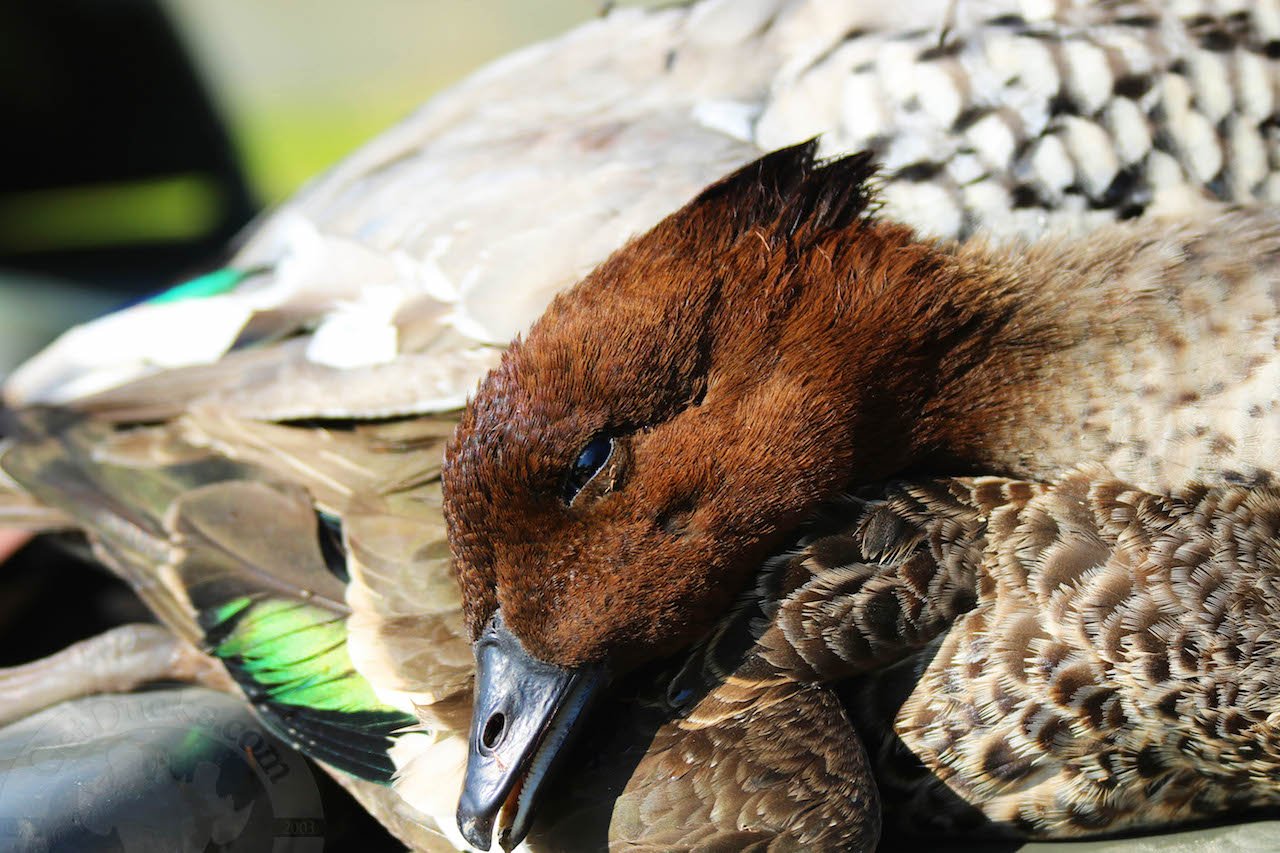 Maned Duck Species Info & Hunting - Ramsey Russell's GetDucks.com