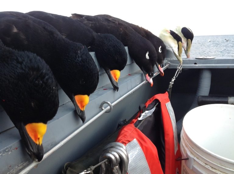 New England Sea Duck Hunting Guides - RPM Outdoors