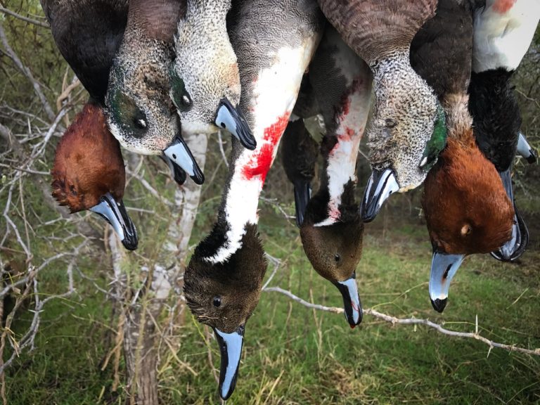 Obregon Mexico Duck Hunting Combo | Best Mexico Duck Hunts