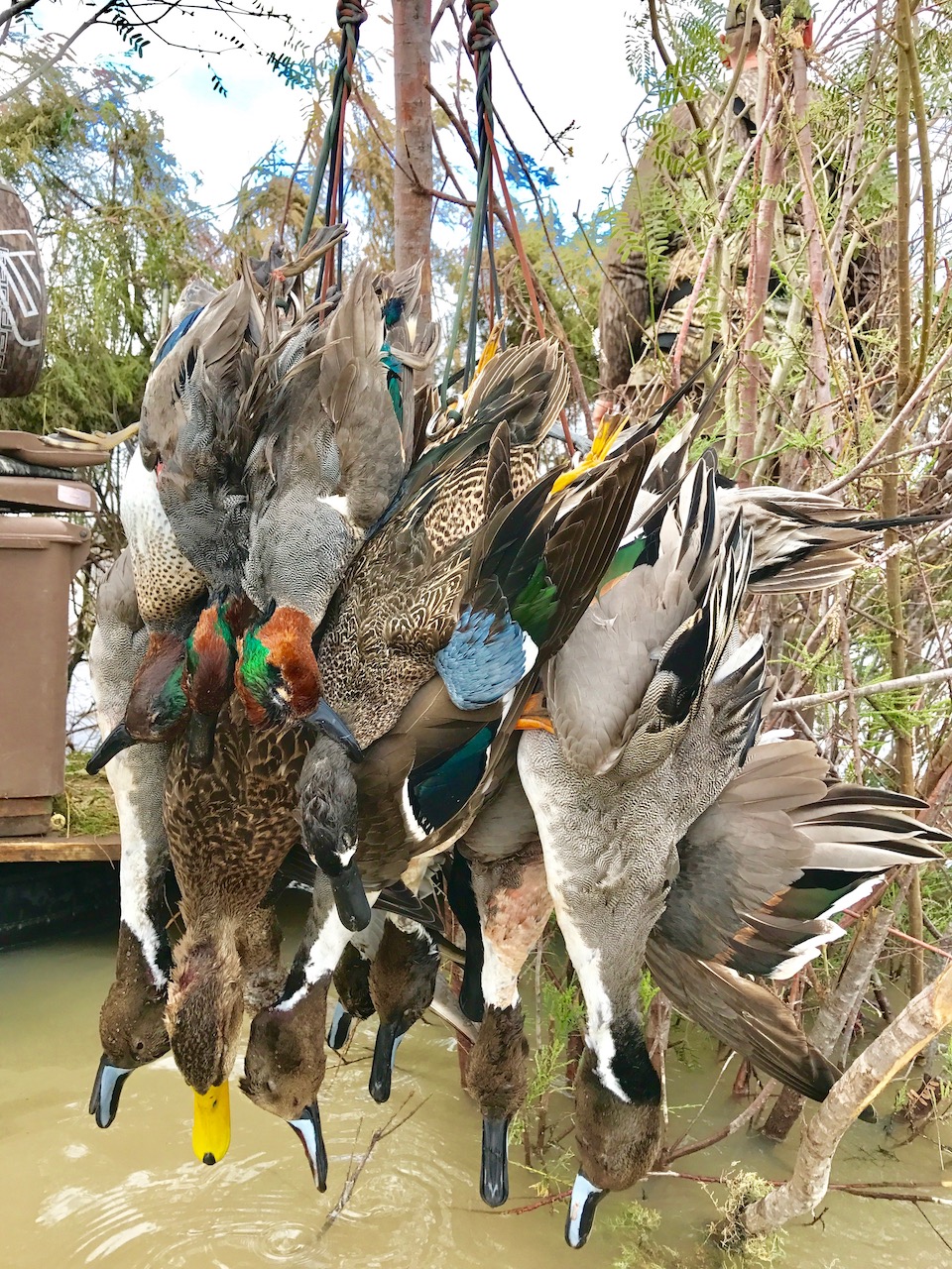 Obregon Mexico Duck Hunting Combo | Best Mexico Duck Hunts