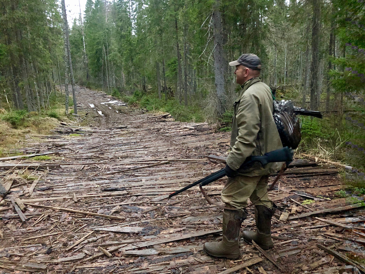 Russia Capercaillie Hunting | Russia Grouse Hunting | Black Grouse Hunt