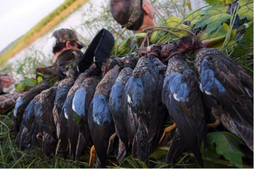 Waterfowl Habitat - Blue-Winged Teal Hunting - Ramsey Russell GetDucks