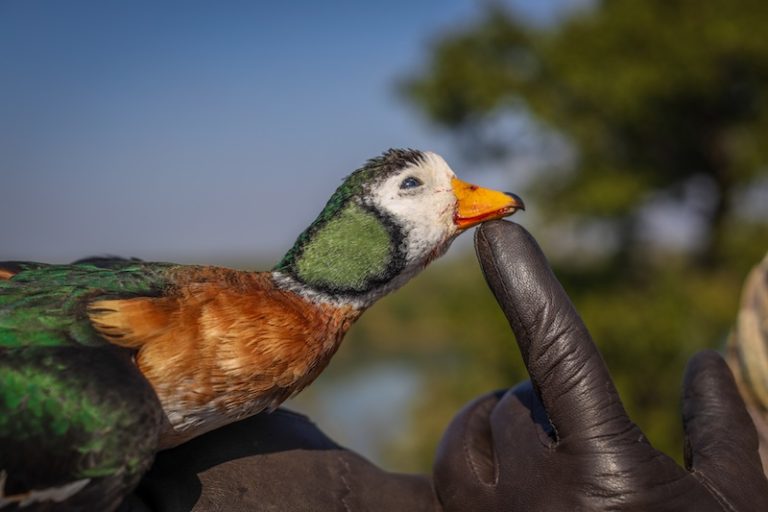 African Pygmy Goose - Species - Ramsey Russell's GetDucks.com