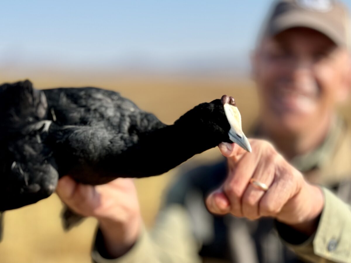 Knob-billed Coot Species Info & Hunting - Ramsey Russell's GetDucks.com