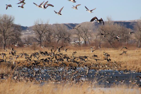 Nebraska Duck Hunting | Goose Hunting | Powder Morning Hunting